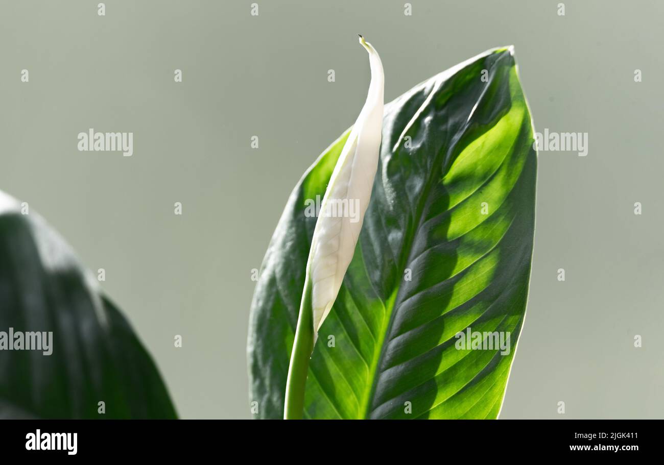 Spathiphyllum Adans, a potted flower called spath or peace lilies. A ...