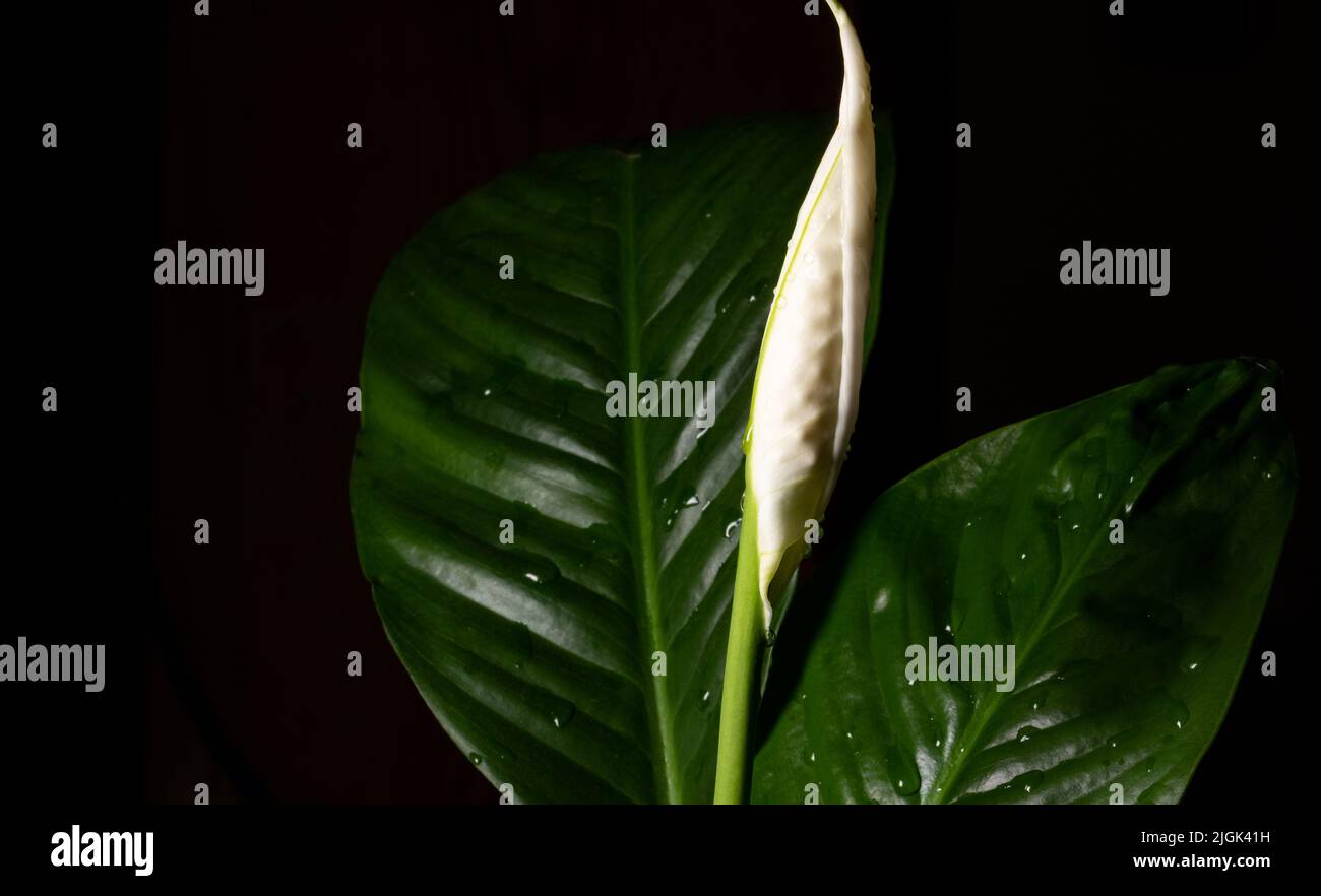 Spathiphyllum Adans, a potted flower called spath or peace lilies. A ...