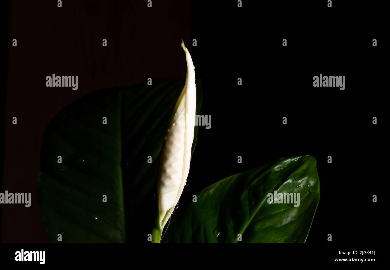 Spathiphyllum Adans, a potted flower called spath or peace lilies. A ...