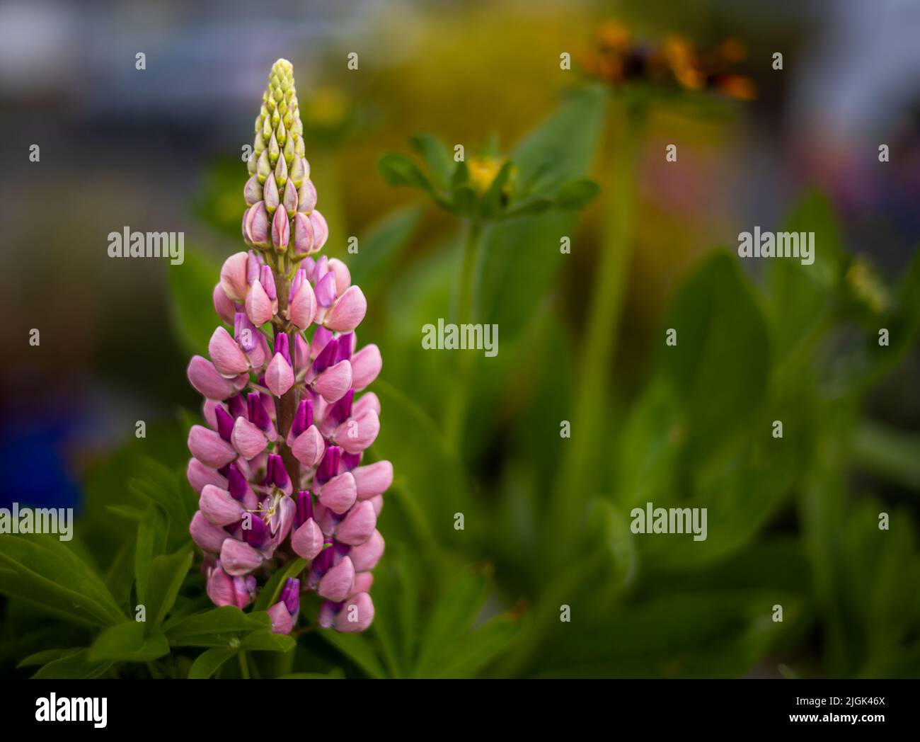 Lupin flower spike hi-res stock photography and images - Alamy