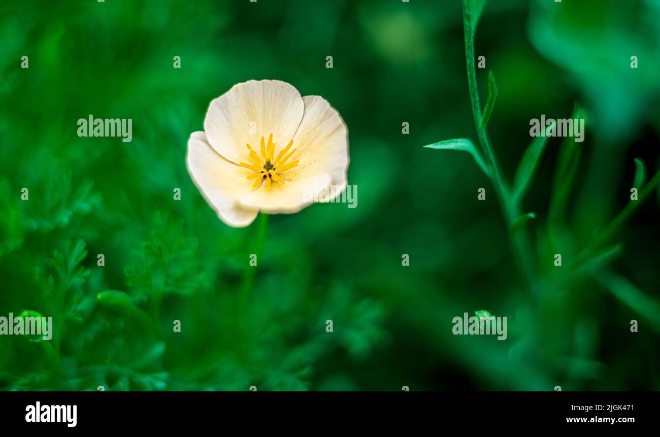 California poppy ivory castle hi-res stock photography and images - Alamy