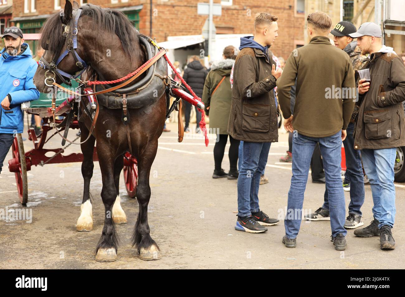 A black gypsy cob pulling a cart, Appleby Horse Fair, Appleby in ...