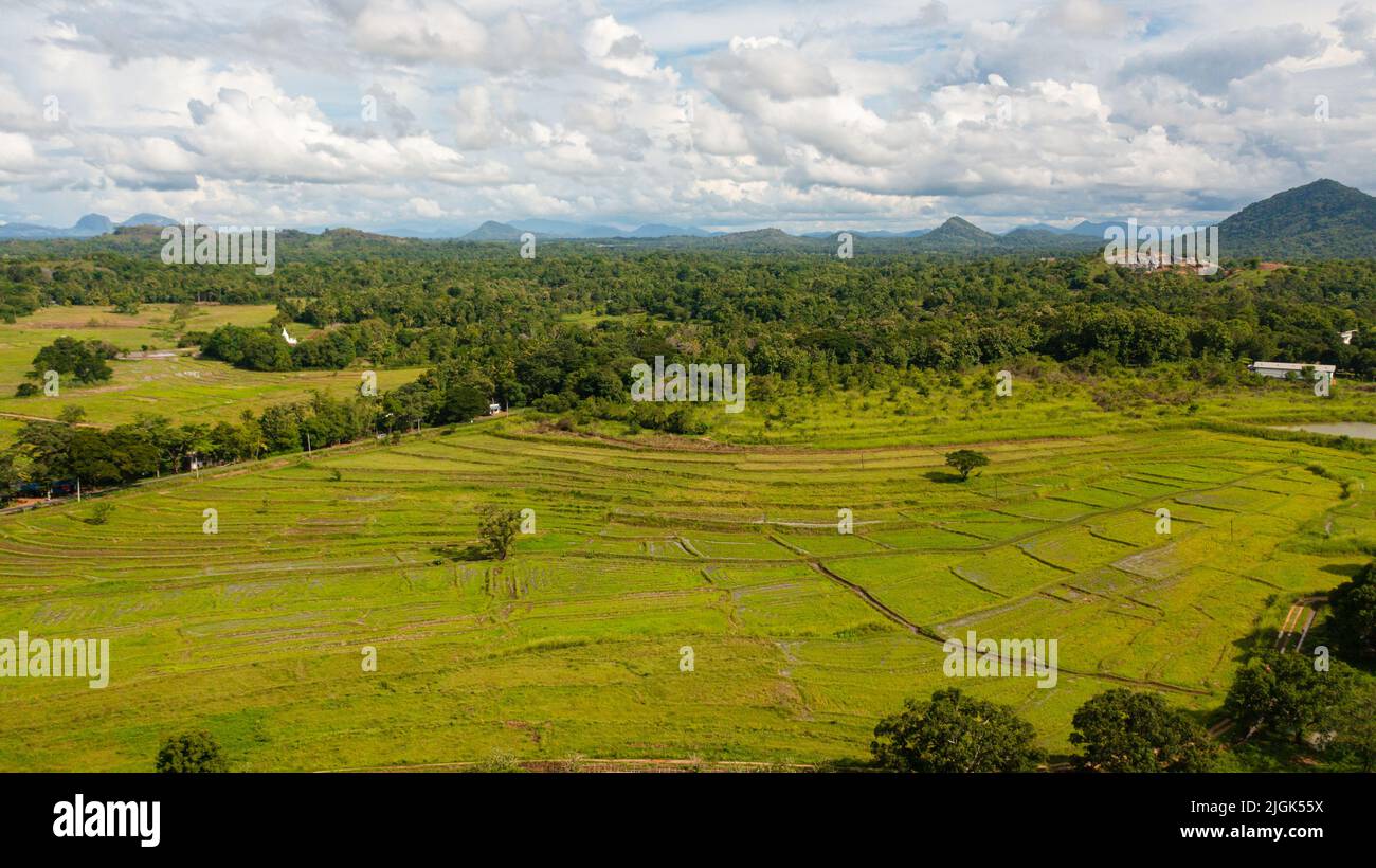 Aerial drone of rice fields and agricultural land in the countryside ...