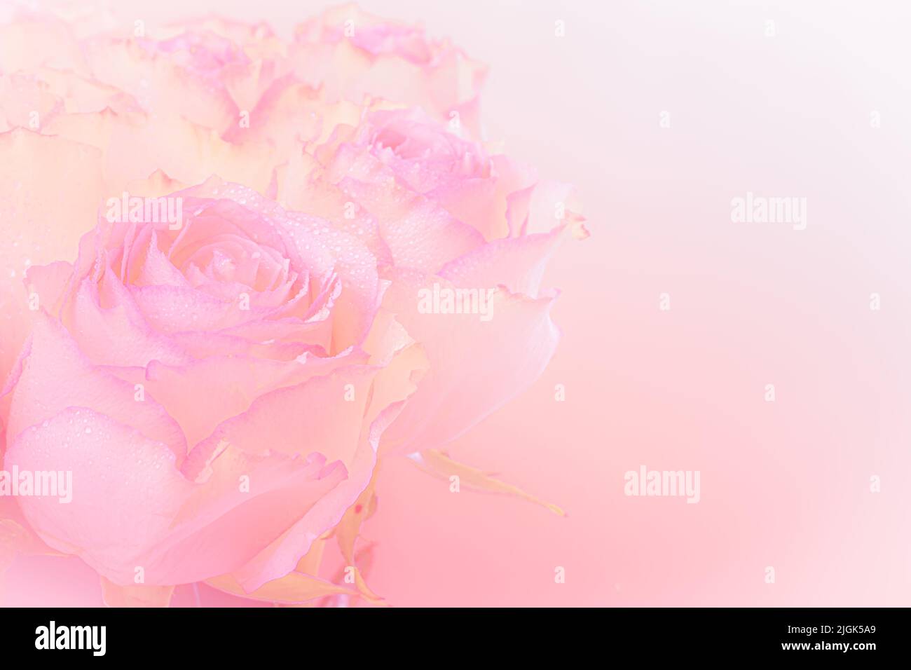 Close up of pink roses bouquet on light pink background. soft filter ...