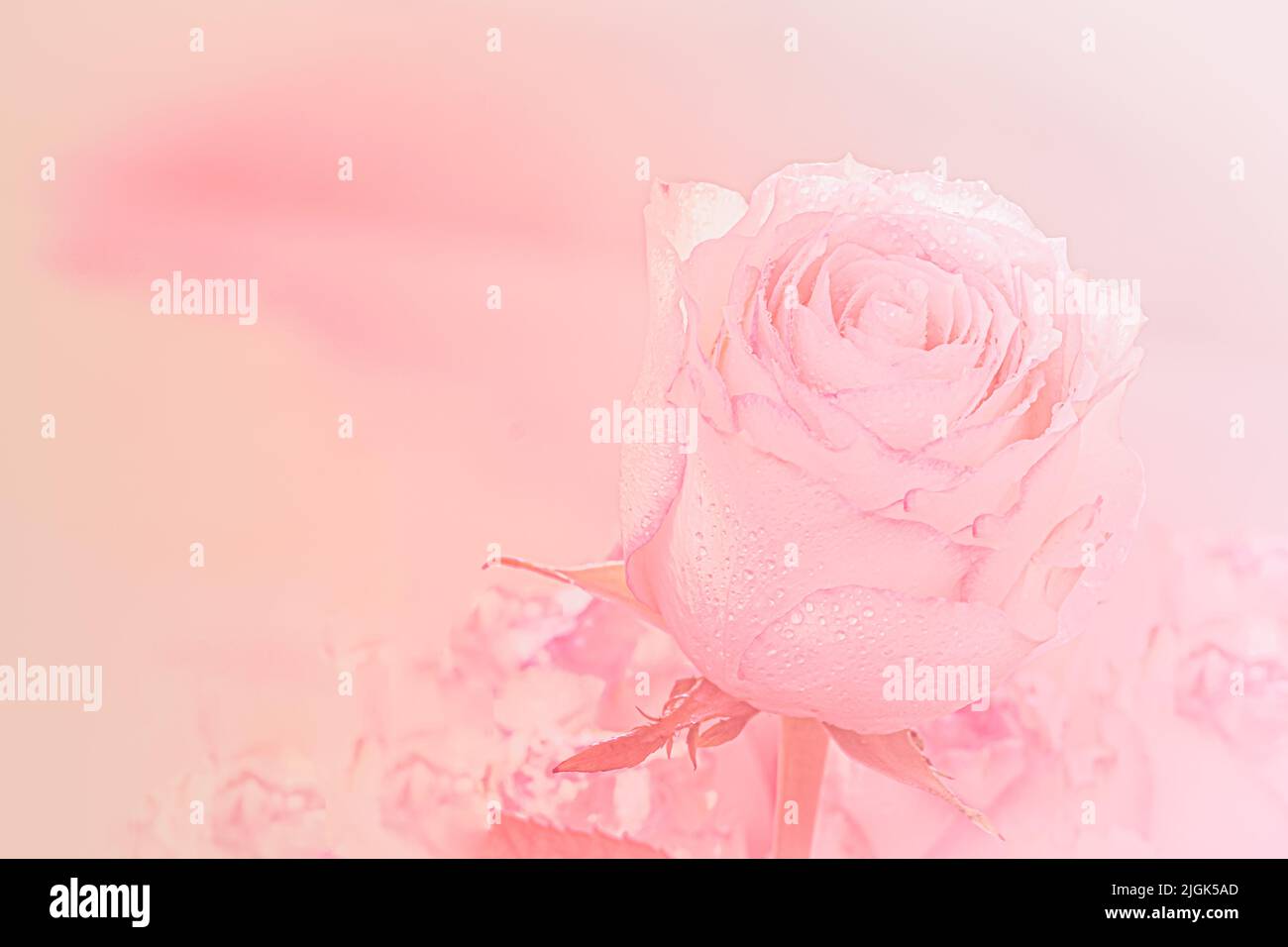 Close up of pink roses bouquet on light pink background. soft filter ...