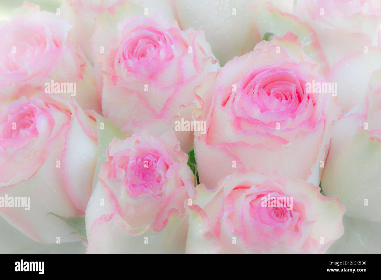 Close up of pink roses bouquet on white background. soft filter Stock ...