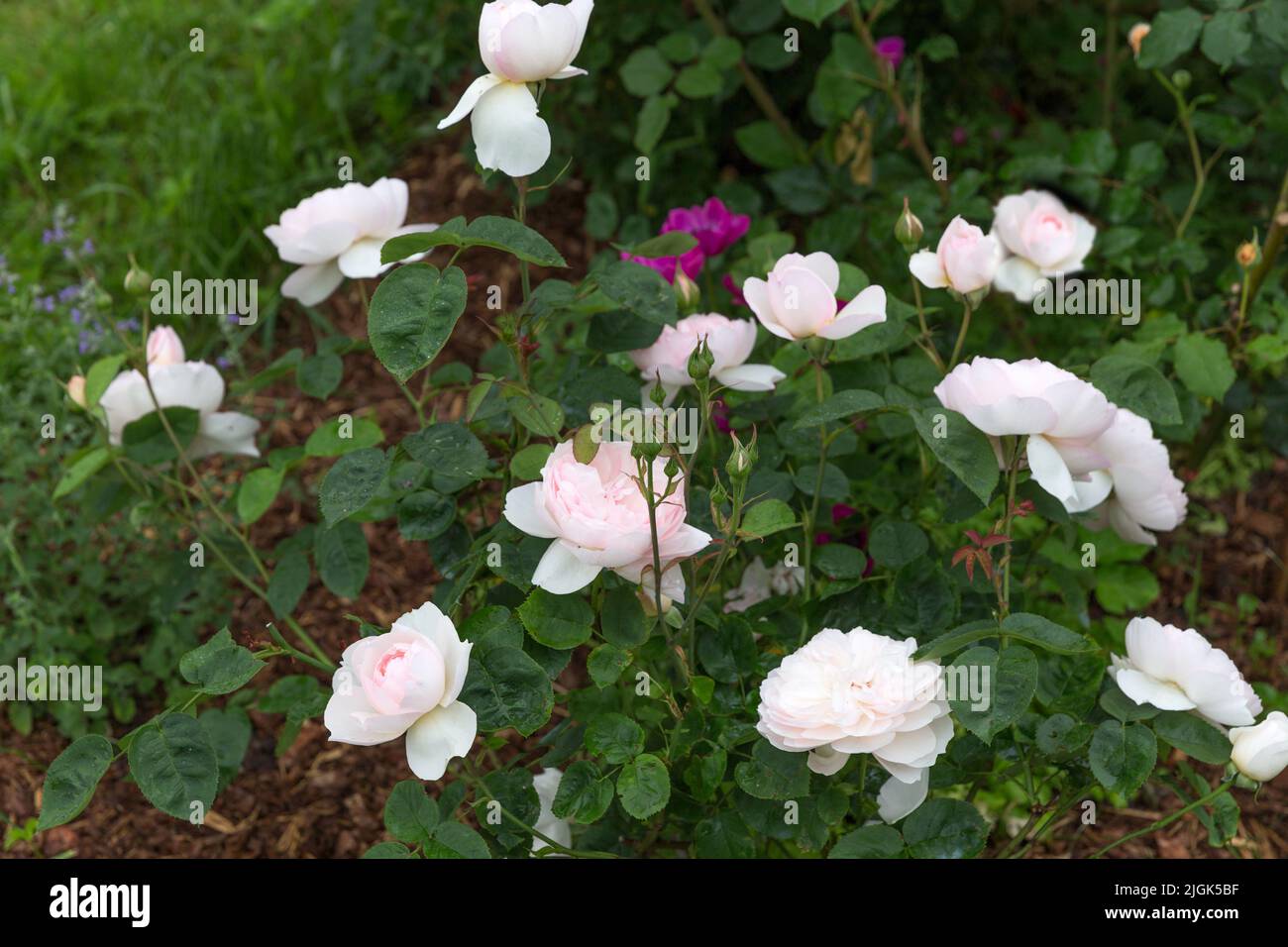Rose gentle hermione hi-res stock photography and images - Alamy