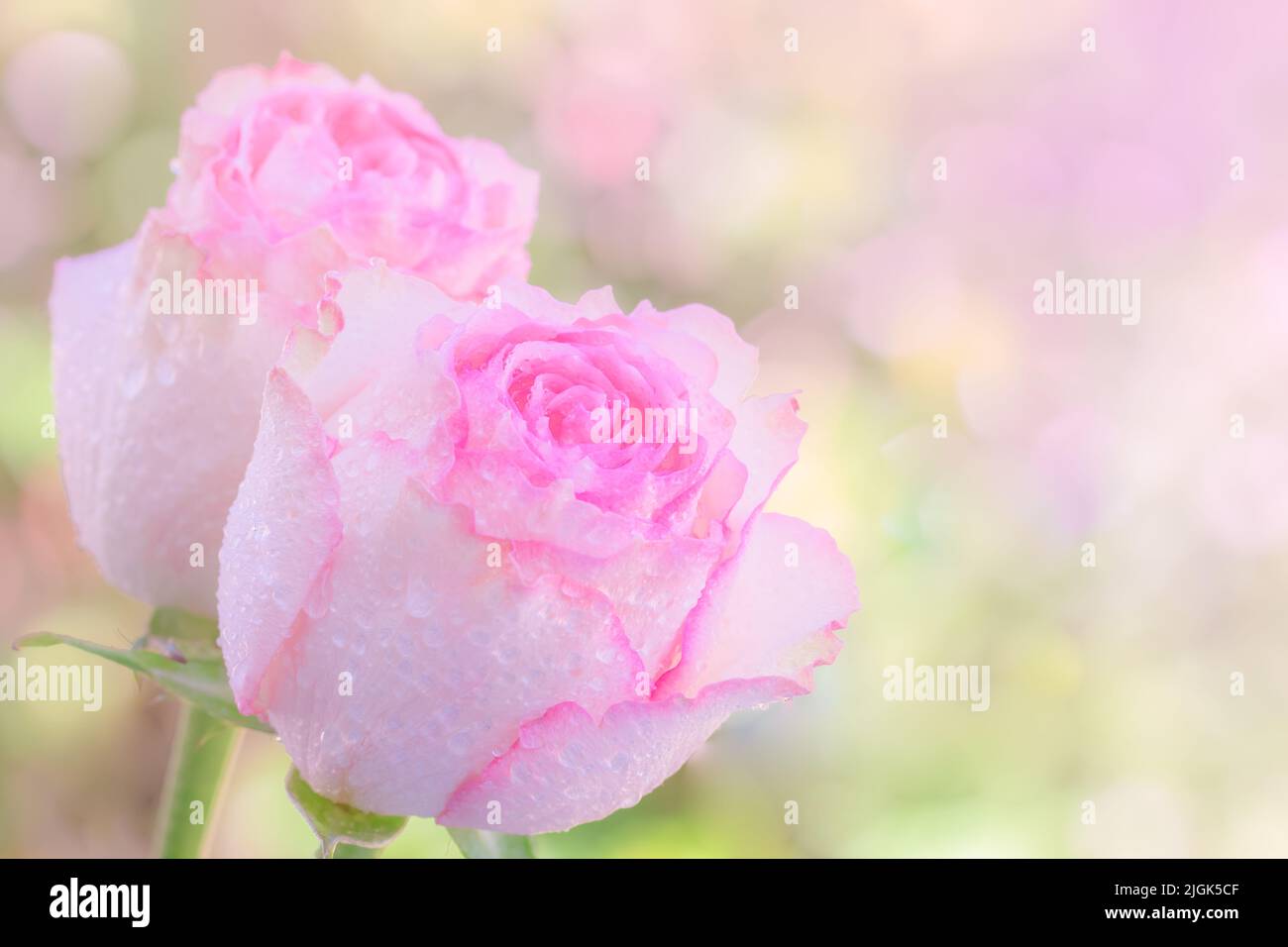 Close up of pink roses bouquet on light pink background. soft filter ...