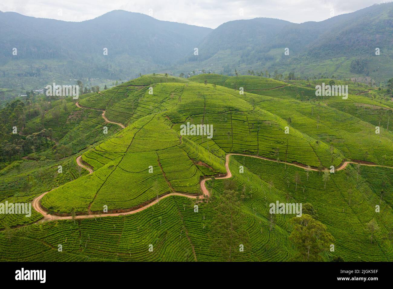 Green tea plantation, Sri Lanka. Tea estate landscape Stock Photo - Alamy