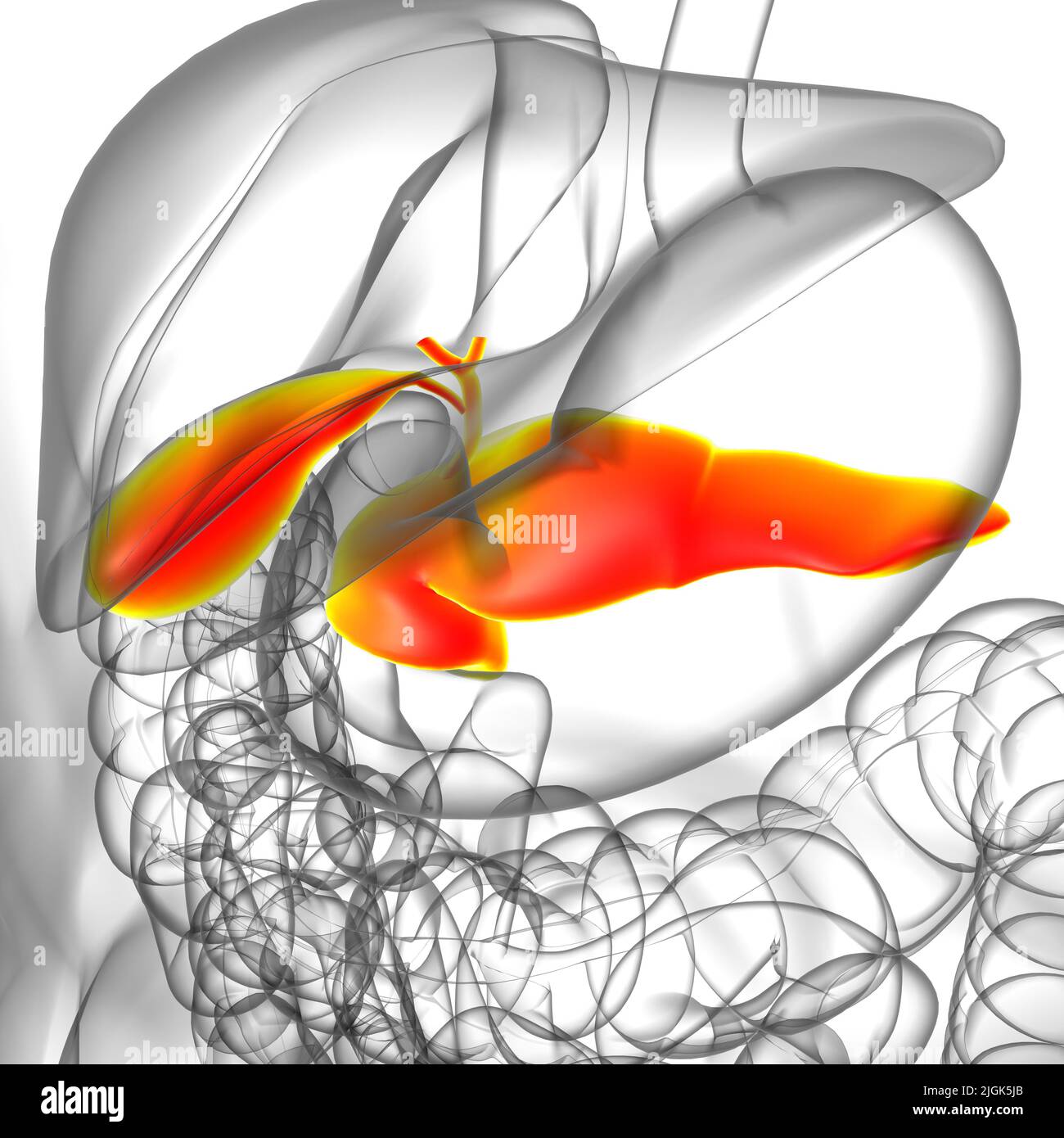 Gall Bladder Human Digestive System Anatomy For Medical Concept 3D ...