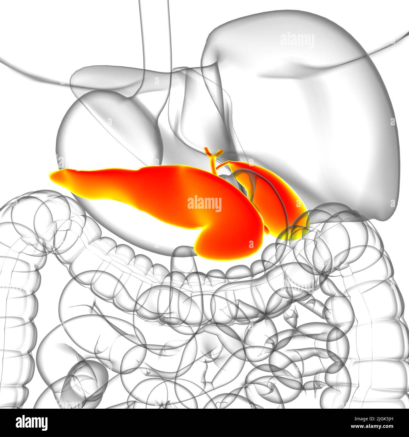 Gall Bladder Human Digestive System Anatomy For Medical Concept 3D ...