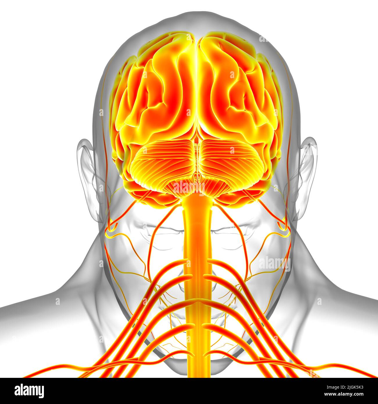 Human Brain Anatomy For Medical Concept 3D Illustration Stock Photo - Alamy