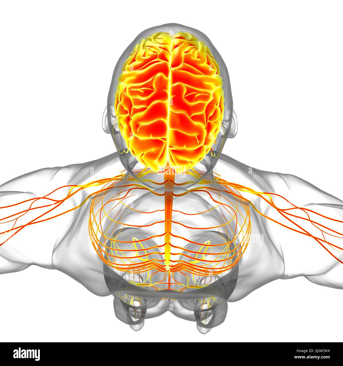 Human Brain Anatomy For Medical Concept 3D Illustration Stock Photo - Alamy