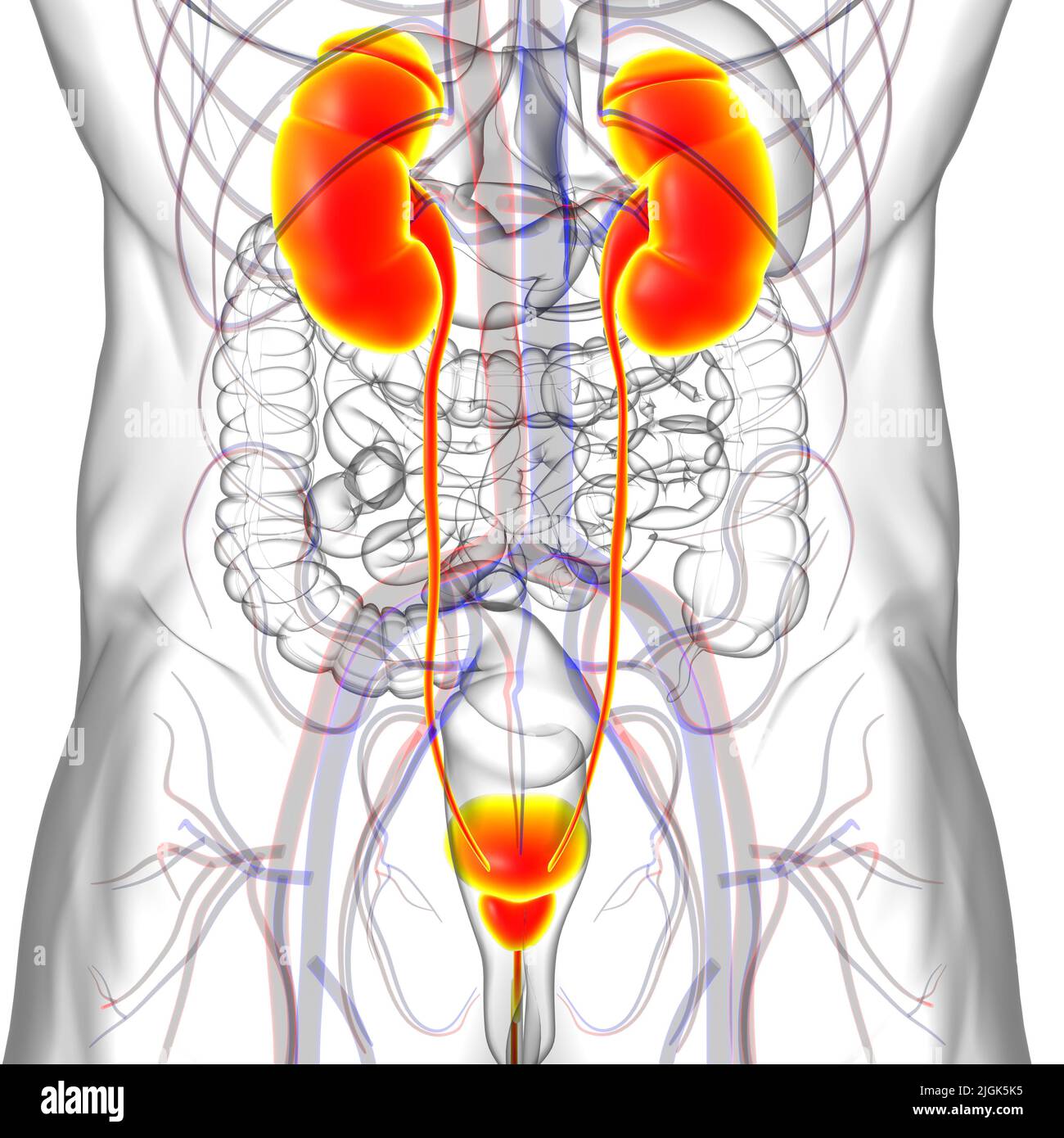 Human Urinary System Kidneys with Bladder Anatomy For Medical Concept 3D Illustration Stock ...
