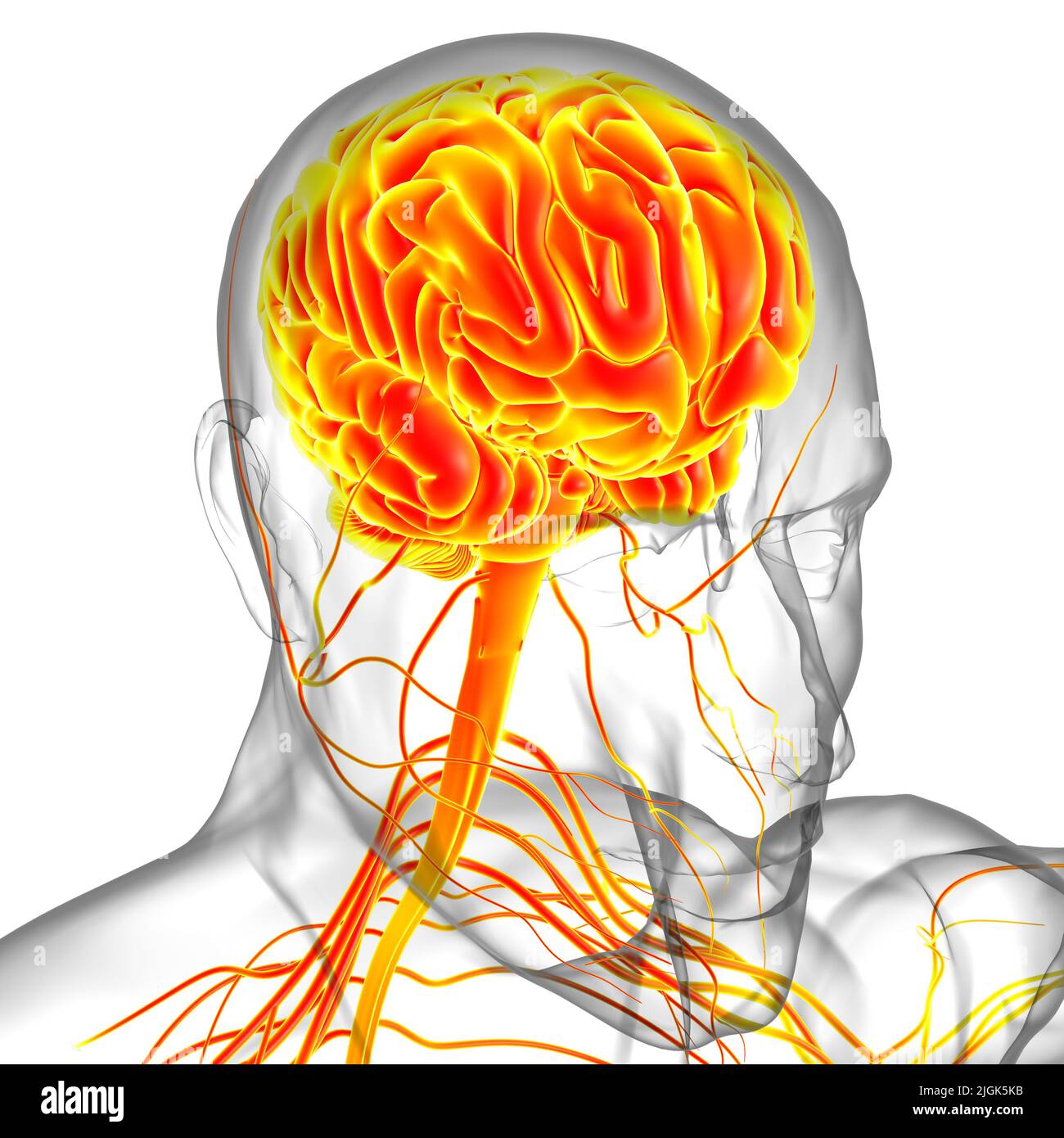 Human Brain Anatomy For Medical Concept 3D Illustration Stock Photo - Alamy