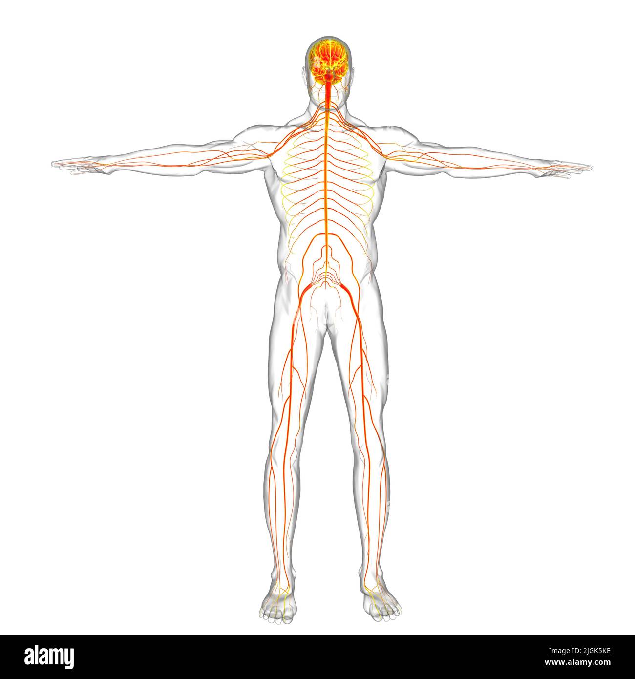 Human Brain Anatomy For Medical Concept 3D Illustration Stock Photo - Alamy
