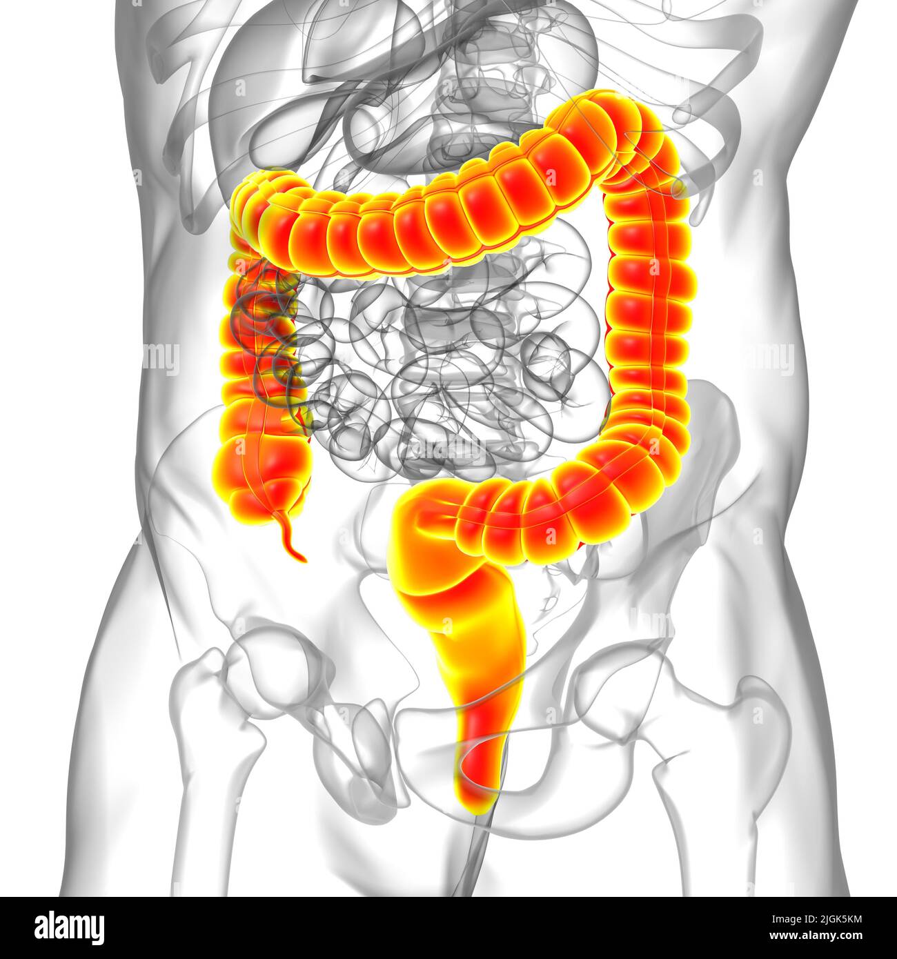 Large Intestine 3D Illustration Human Digestive System Anatomy For ...