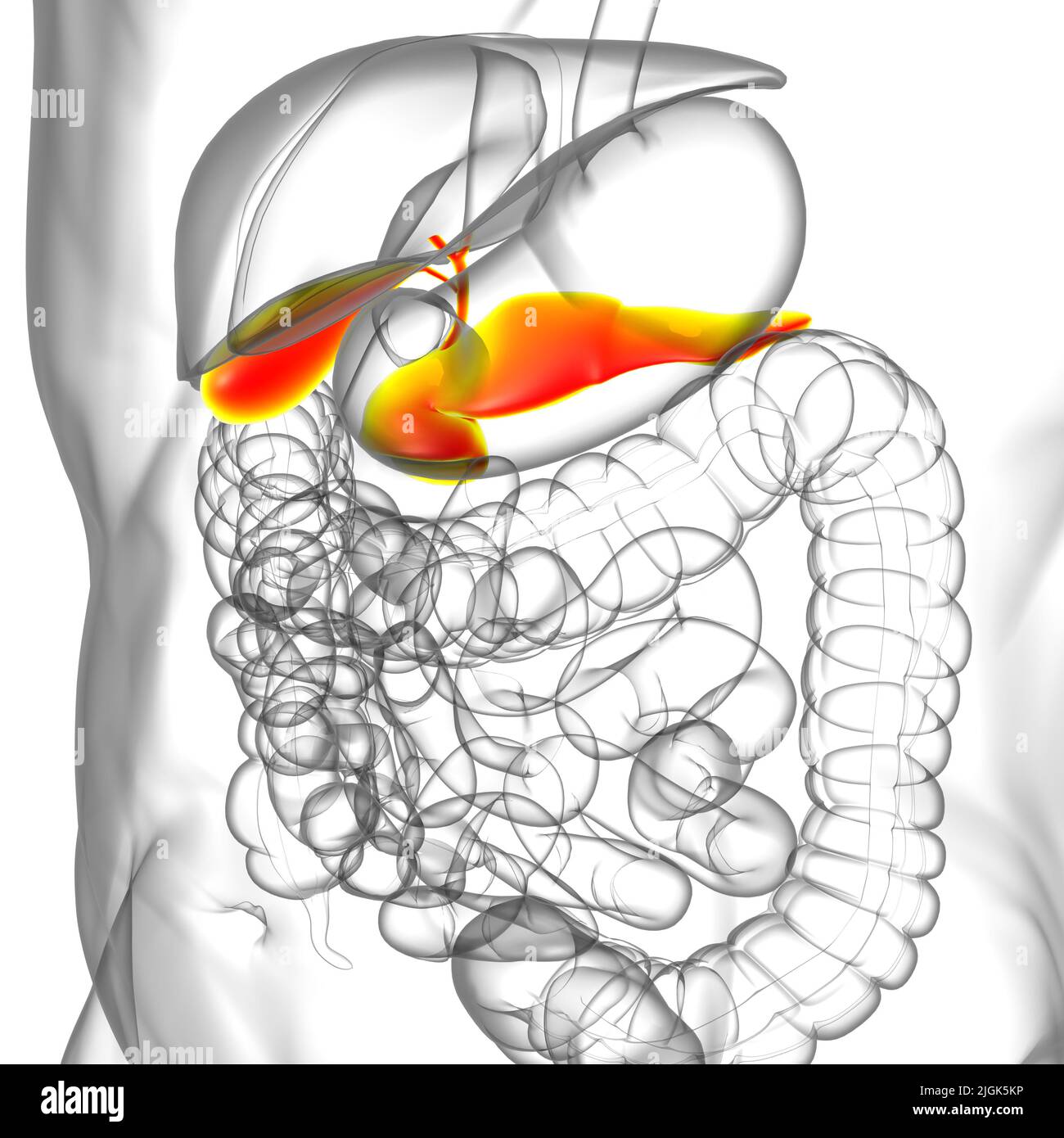 pancreas Human Digestive System Anatomy For Medical Concept 3D ...