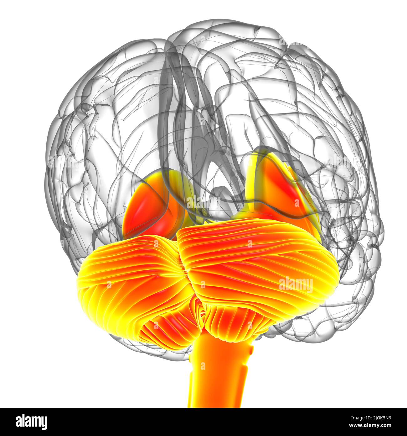 Human Brain inner parts Anatomy For Medical Concept 3D Illustration ...