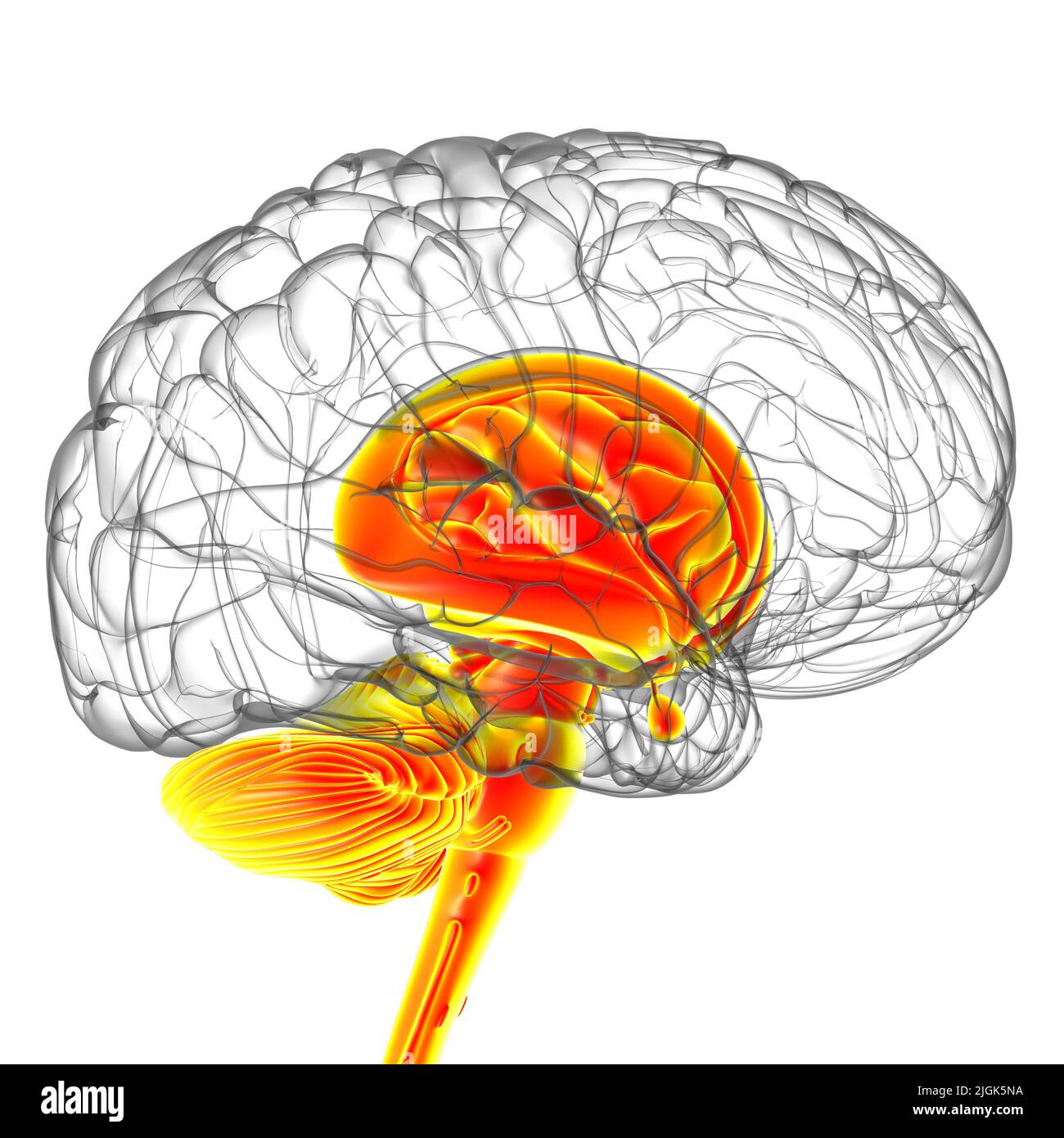 Human Brain inner parts Anatomy For Medical Concept 3D Illustration ...