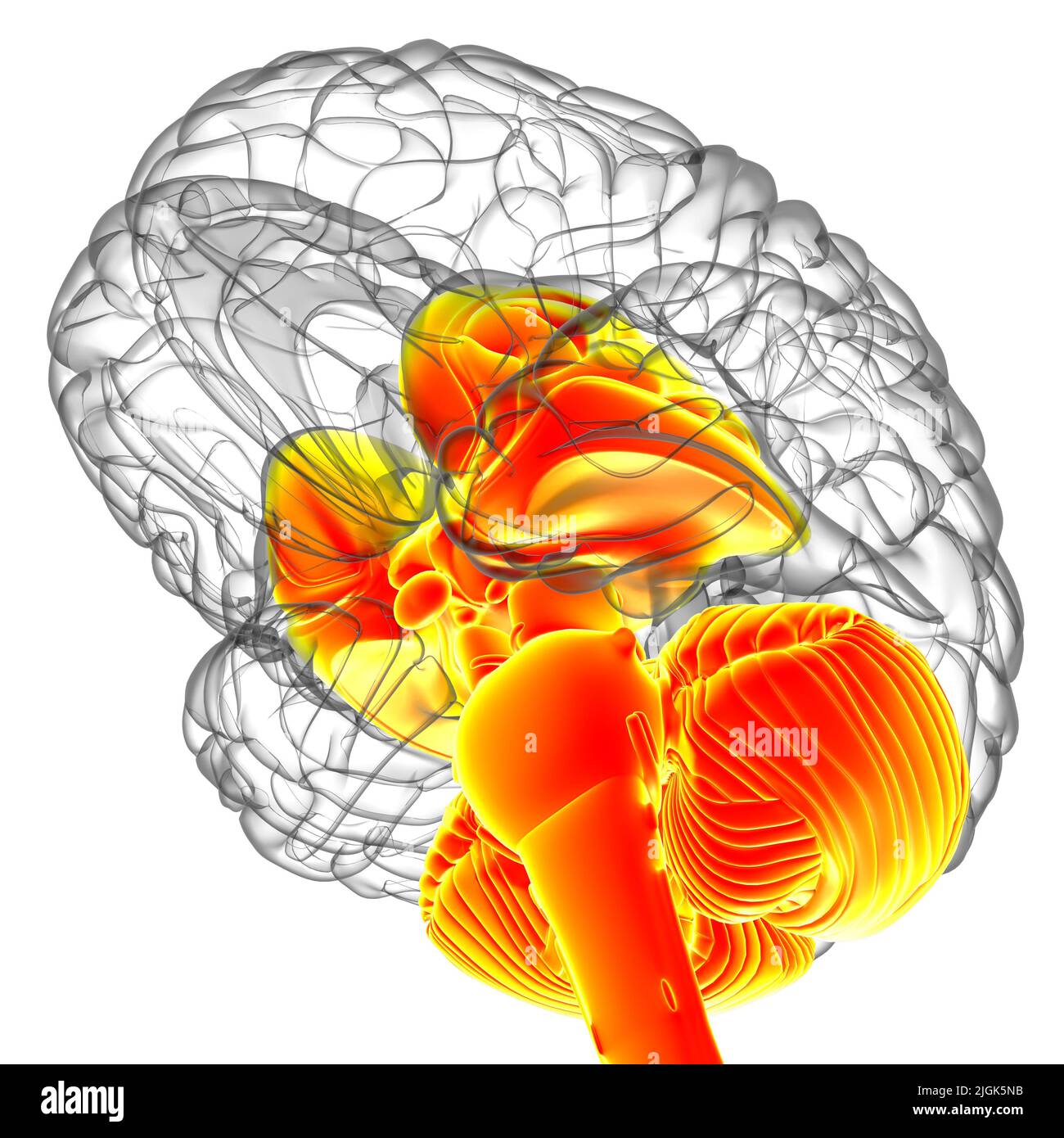 Human Brain inner parts Anatomy For Medical Concept 3D Illustration ...