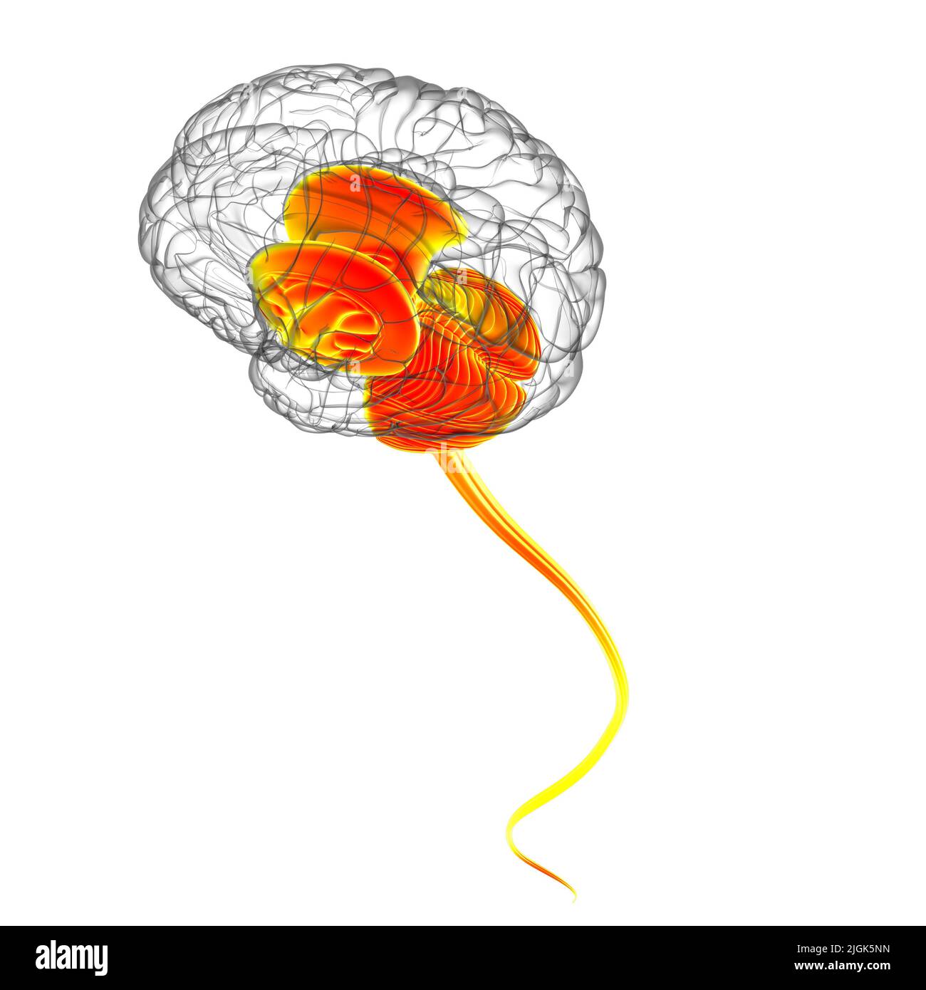 Human Brain inner parts Anatomy For Medical Concept 3D Illustration ...