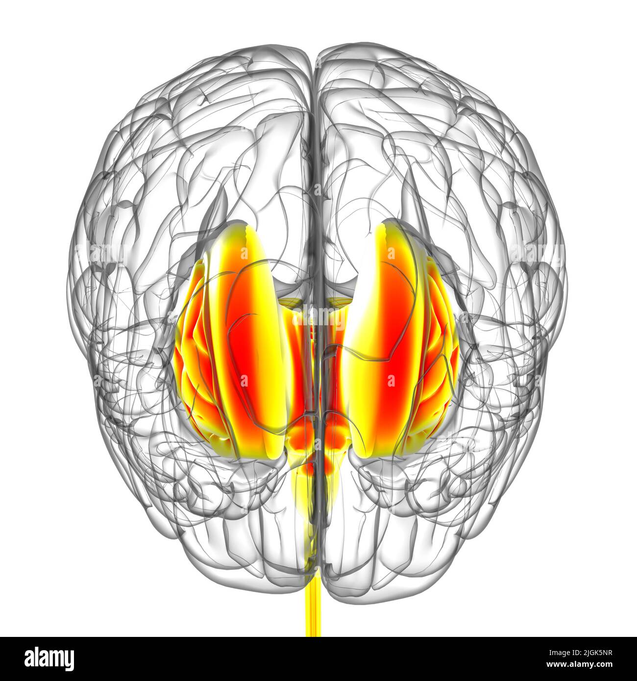 Human Brain inner parts Anatomy For Medical Concept 3D Illustration ...