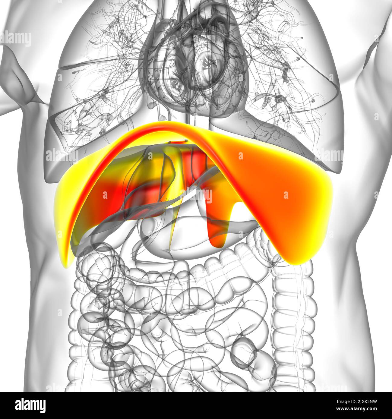 Diaphragm Human Respiratory System Anatomy For Medical Concept 3D ...