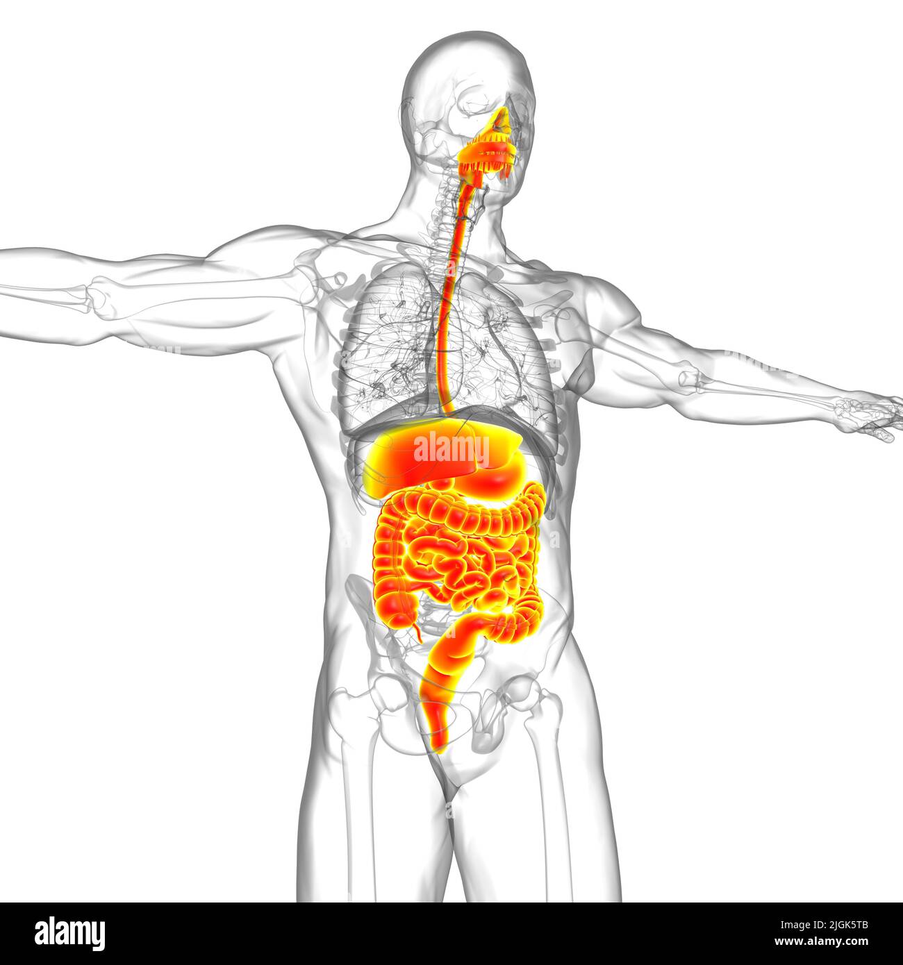 Human pancreas; section Cut Out Stock Images & Pictures - Alamy