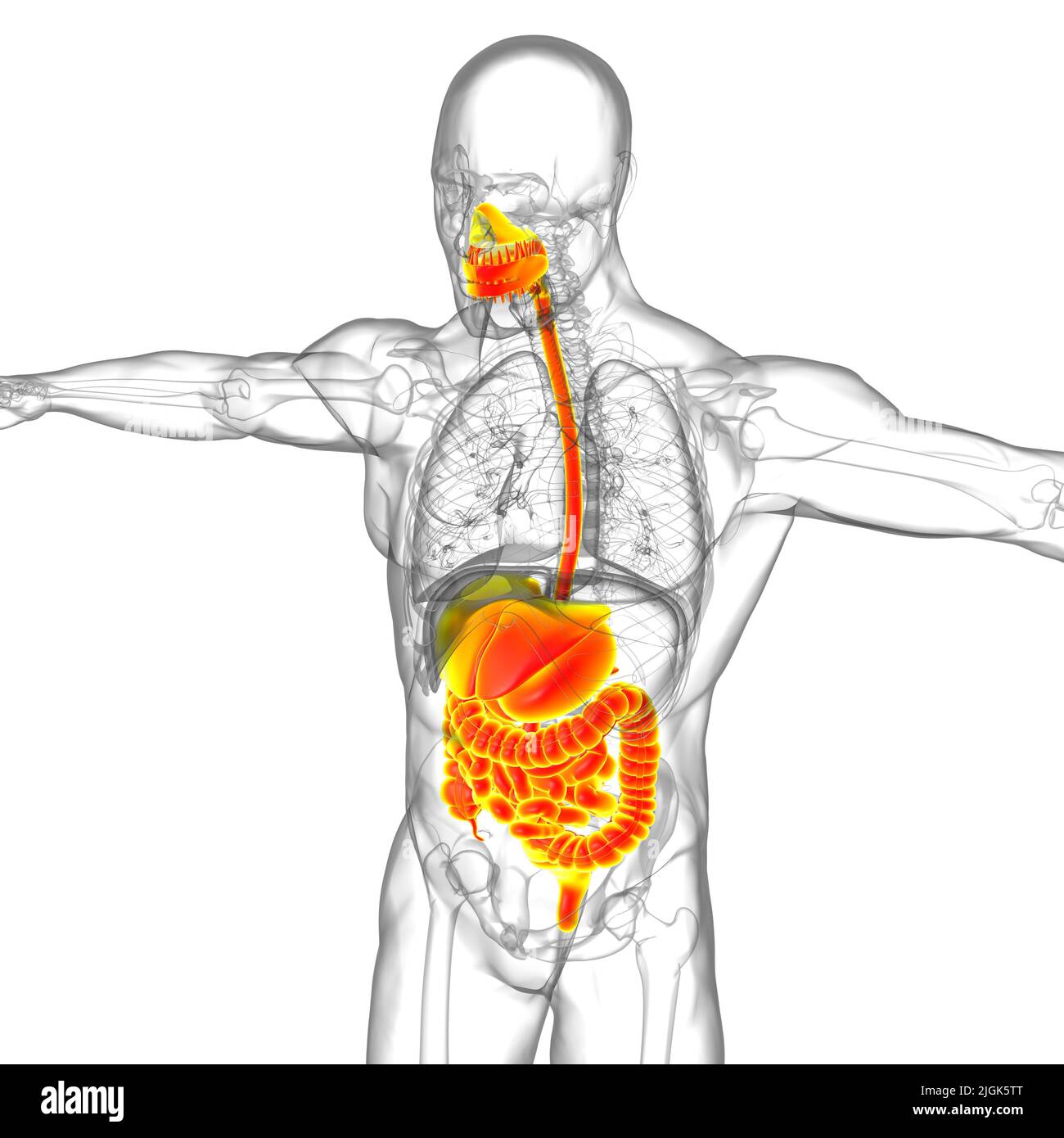Human Digestive System Anatomy For Medical Concept 3D Illustration ...