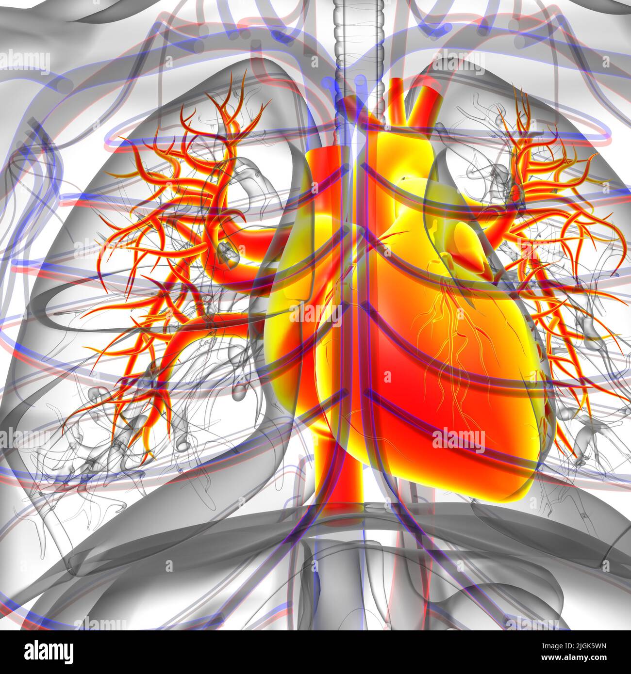 Human Heart Anatomy For Medical Concept 3D Illustration Stock Photo - Alamy