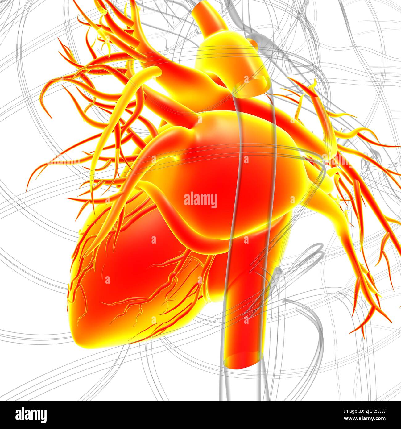 Human Heart Anatomy For Medical Concept 3D Illustration Stock Photo - Alamy