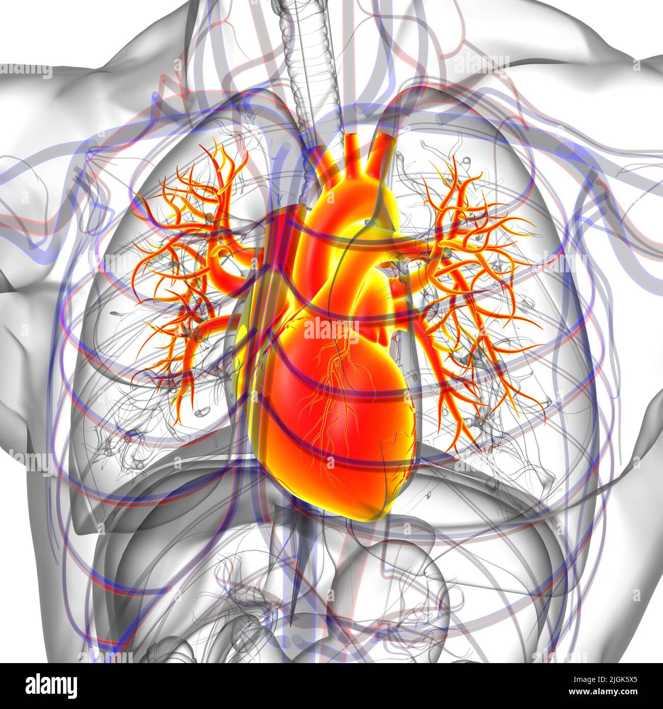 Human Heart Anatomy For Medical Concept 3D Illustration Stock Photo - Alamy