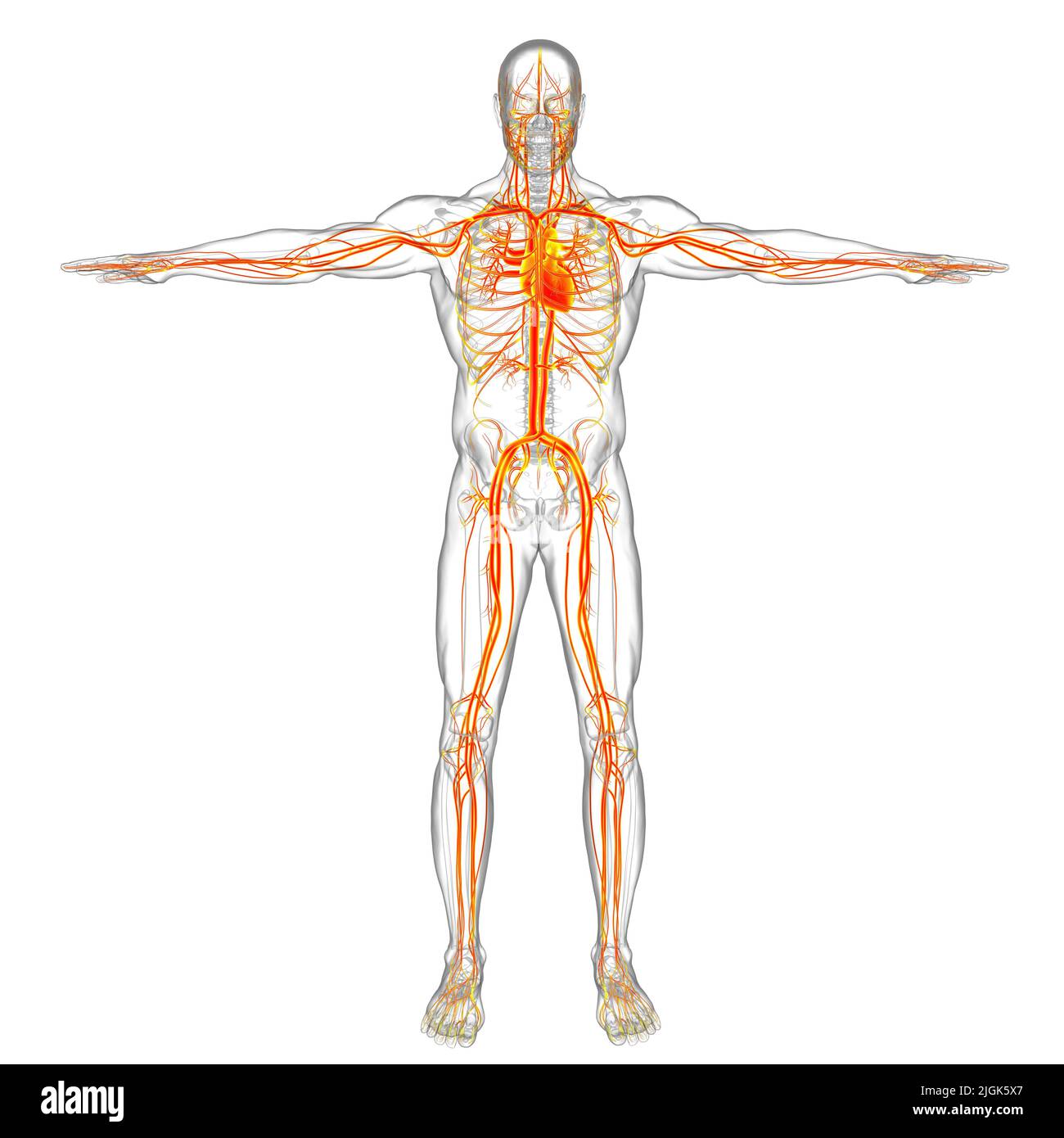 3d human body circulatory Cut Out Stock Images & Pictures - Alamy