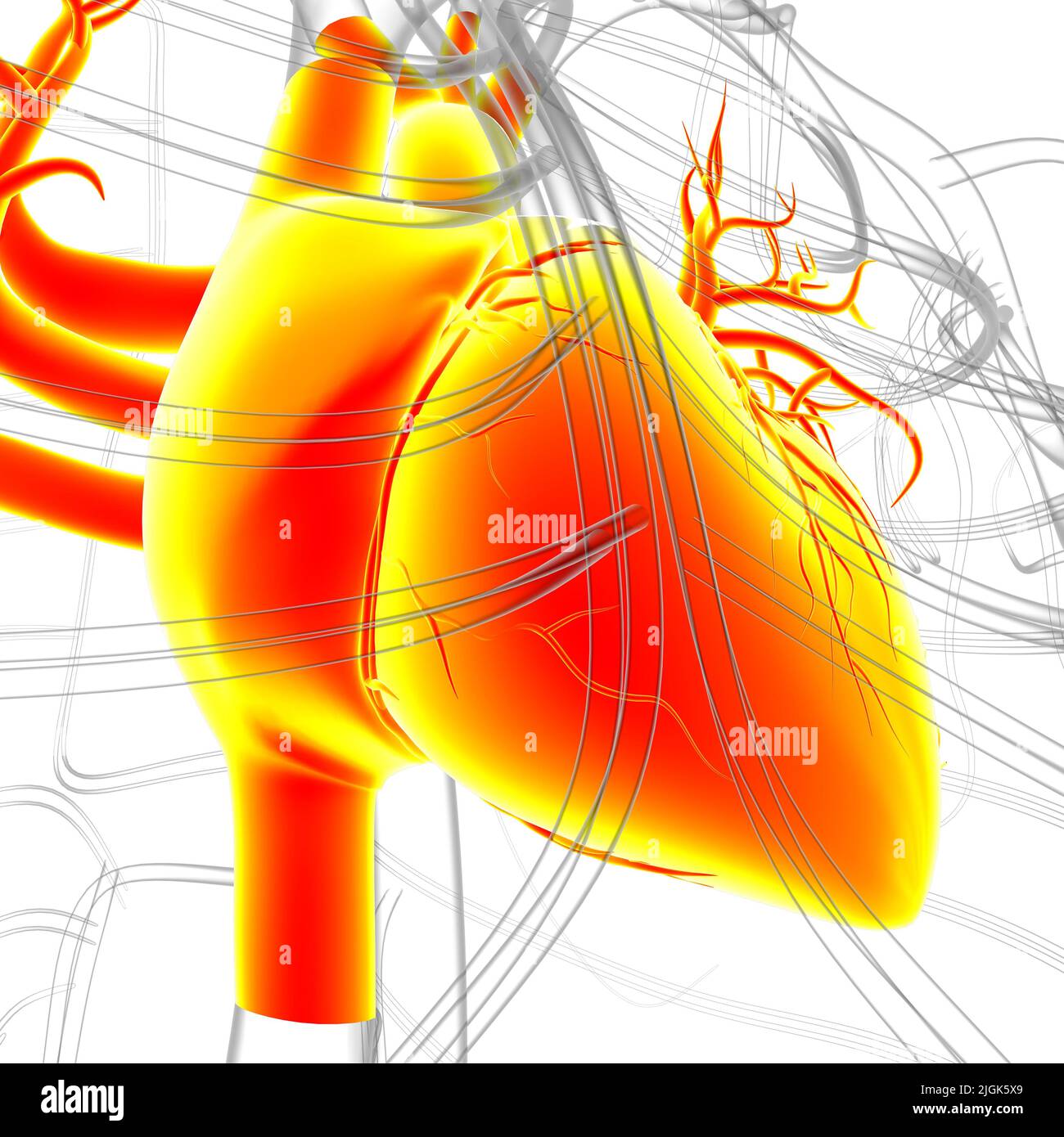 Human Heart Anatomy For Medical Concept 3D Illustration Stock Photo - Alamy