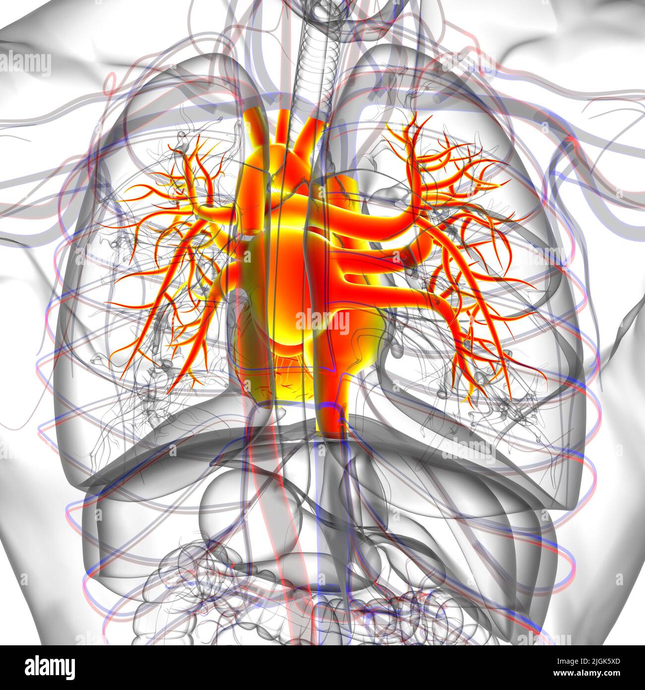 Human Heart Anatomy For Medical Concept 3D Illustration Stock Photo - Alamy