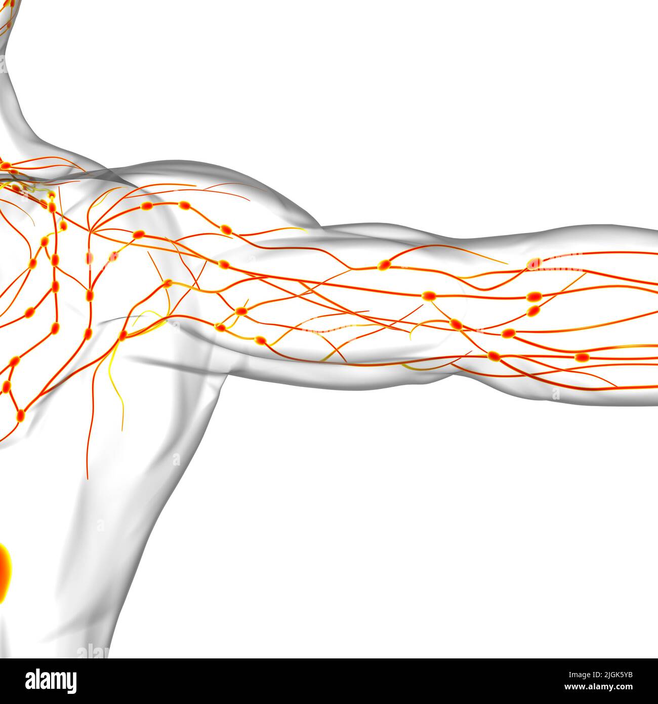 Human Lymph Nodes Anatomy For Medical Concept 3D Illustration Stock ...