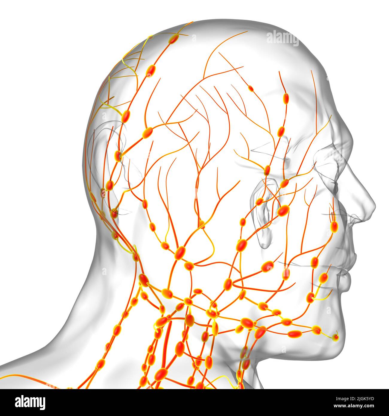 Human Lymph Nodes Anatomy For Medical Concept 3D Illustration Stock ...
