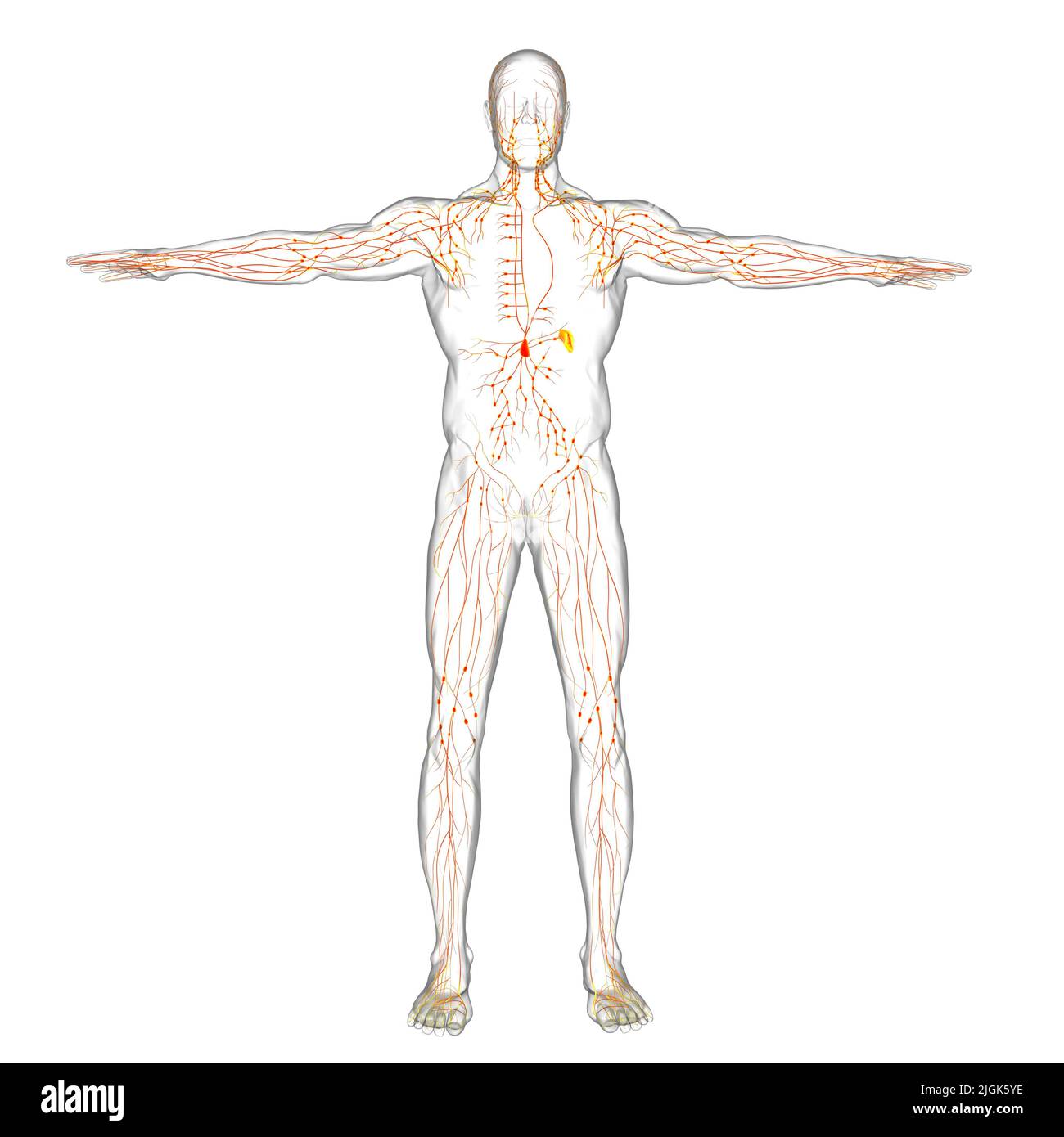 Human Lymph Nodes Anatomy For Medical Concept 3D Illustration Stock ...