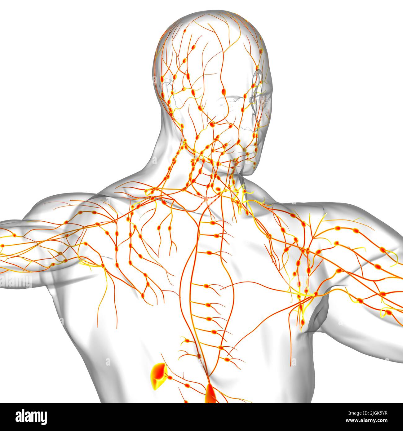 Human Lymph Nodes Anatomy For Medical Concept 3D Illustration Stock ...
