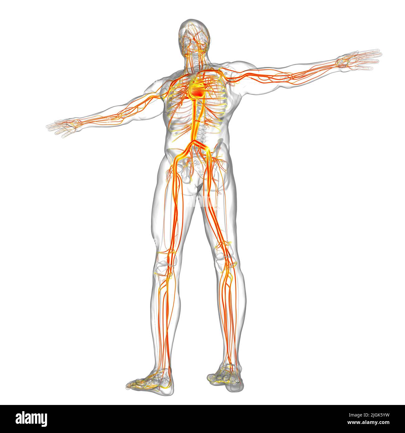 Human Heart With Circulatory System Anatomy For Medical Concept 3D ...
