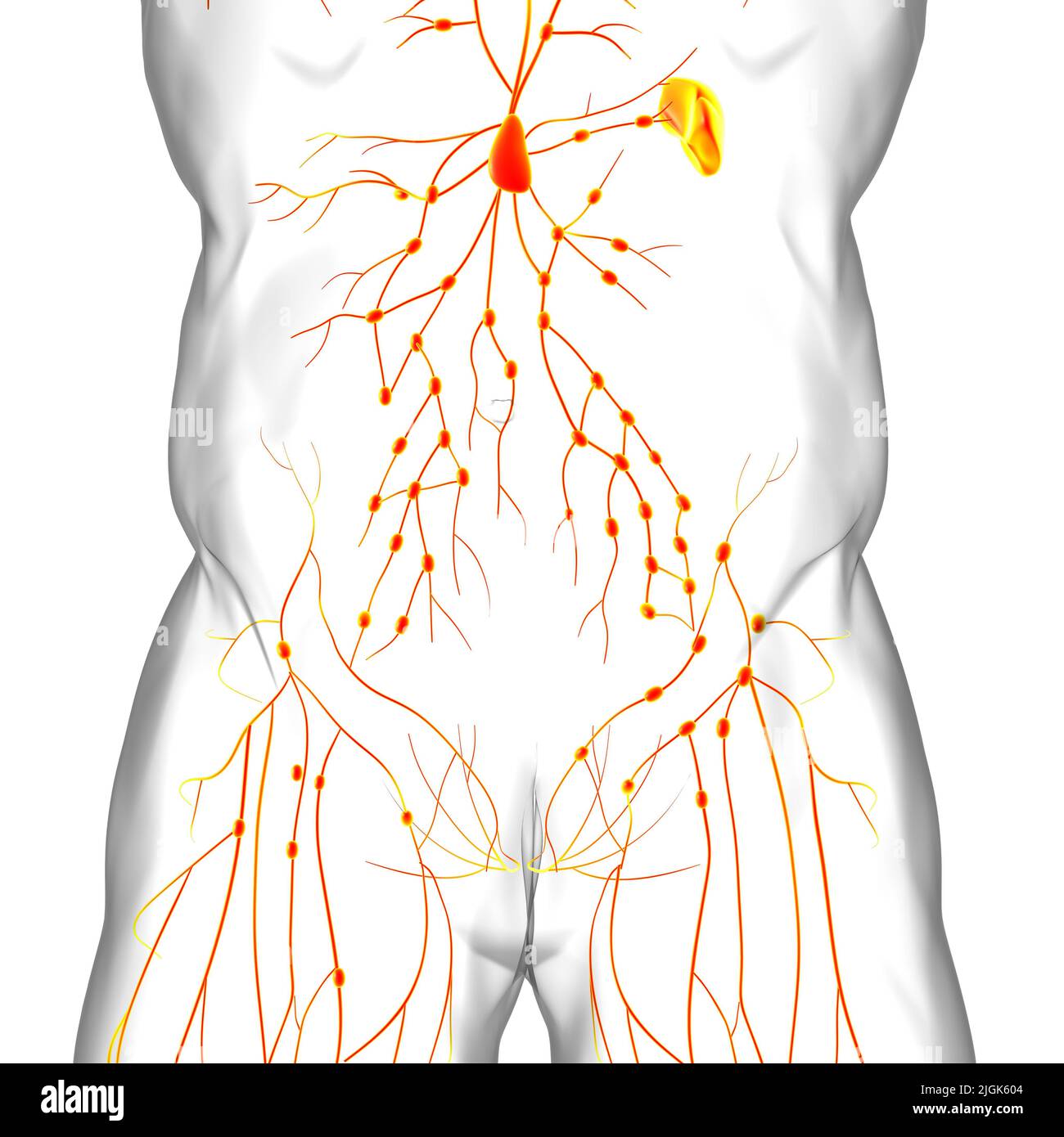 Human Lymph Nodes Anatomy For Medical Concept 3d Illustration Stock