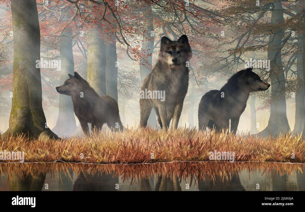 Three wolves hunt in a forest in autumn. The leader of the pack looks ...