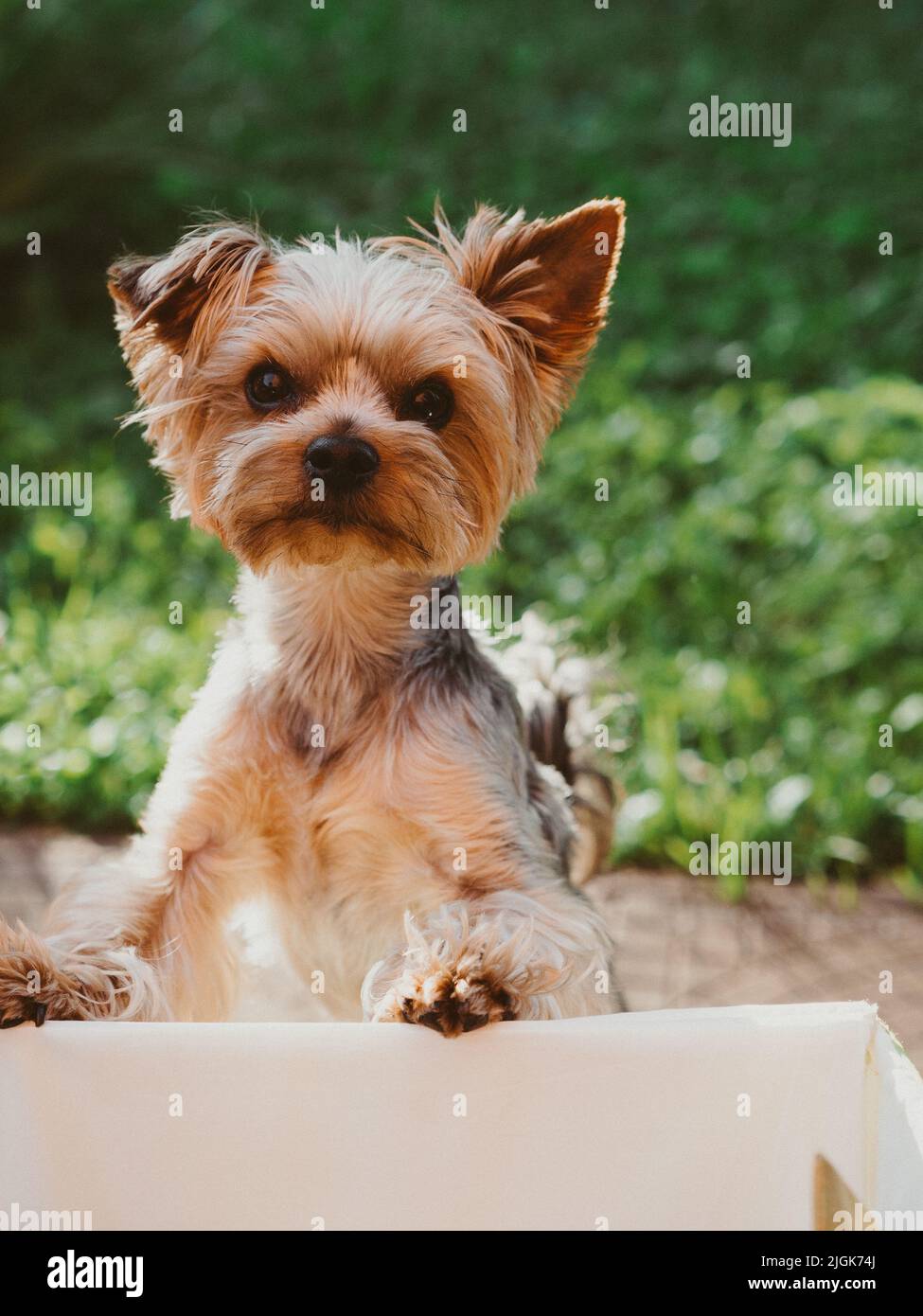 Little Yorkshire Terrier posing outdoors. Yorkie Dog Stock Photo - Alamy