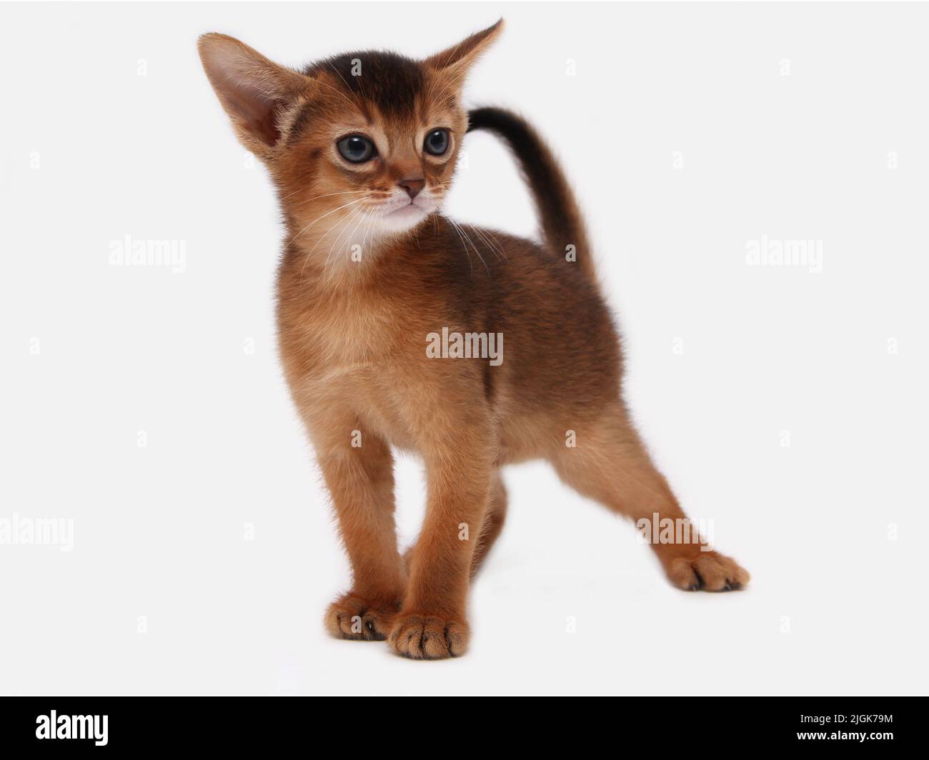 Red Abyssinian Kitten