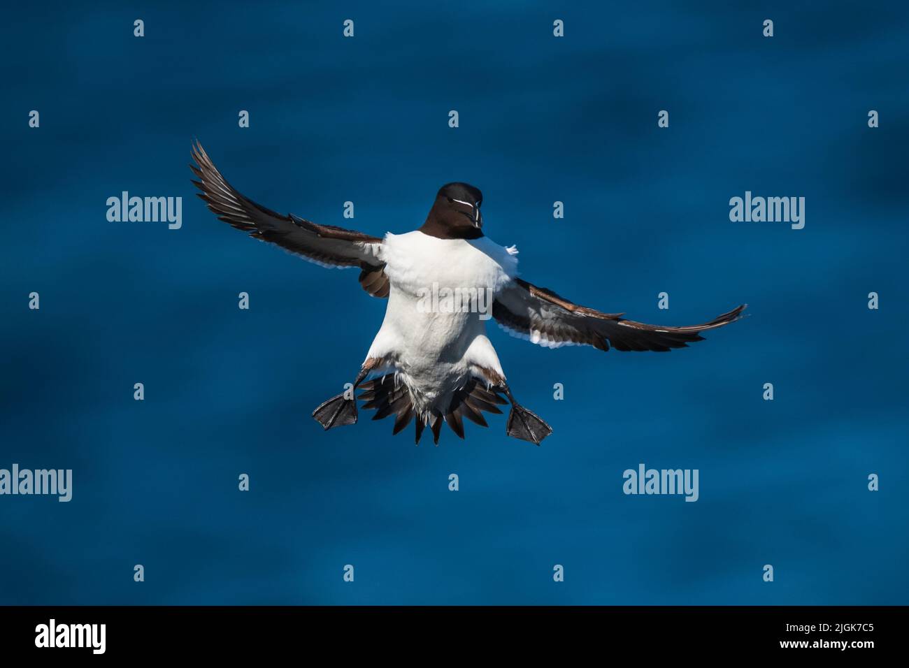 Razorbill in flight landing mode hi-res stock photography and images ...