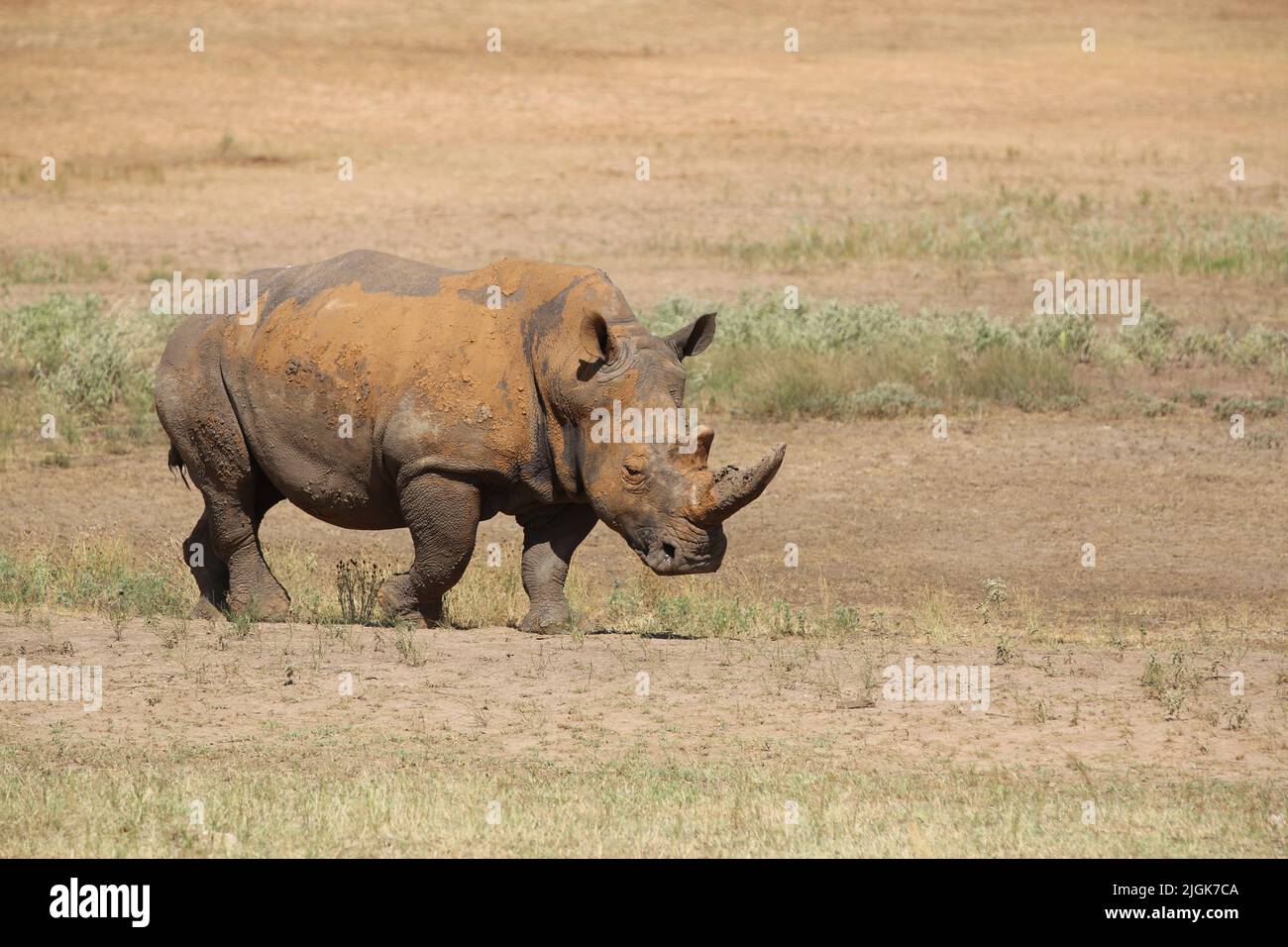 Double horned rhinoceros hi-res stock photography and images - Alamy