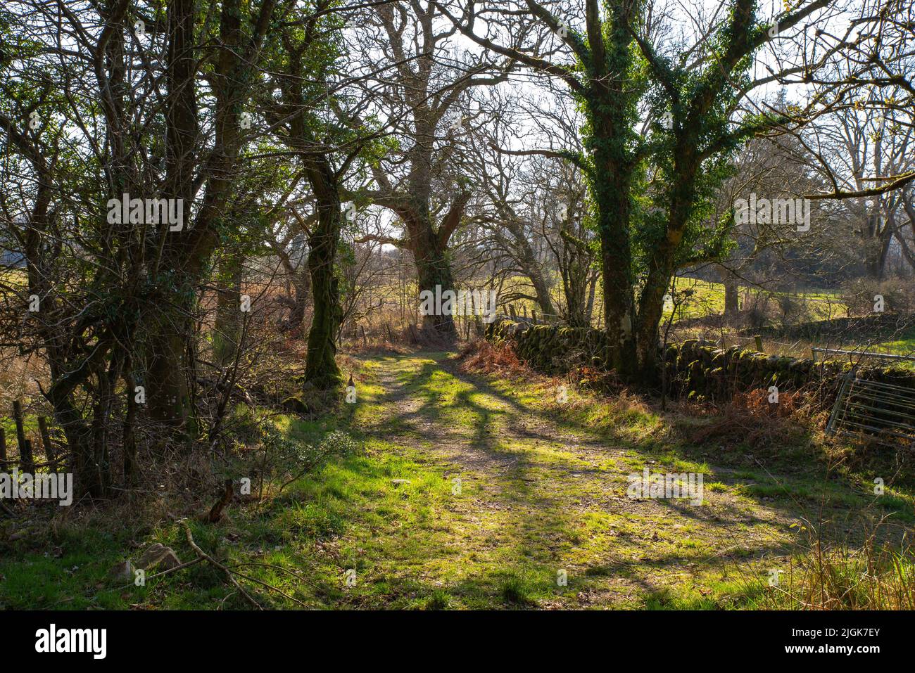 Landscape along the hiking trail. Dalbeattie Forest Town Woods ...