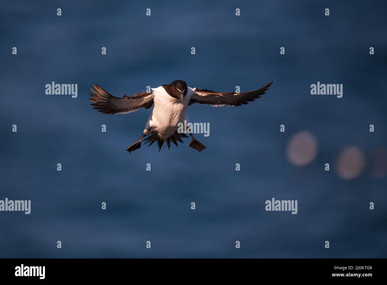 Razorbill in flight landing mode hi-res stock photography and images ...
