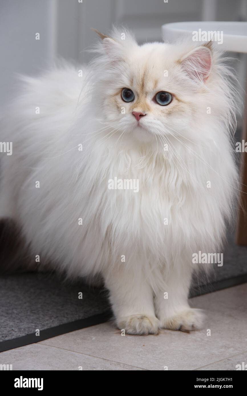 Fluffy Kittens Funny